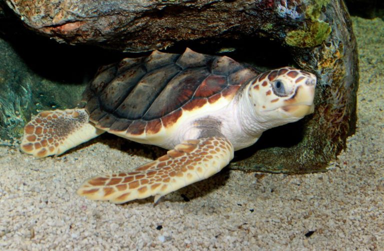 Wildlife of the Maldives - The Maldives Expert