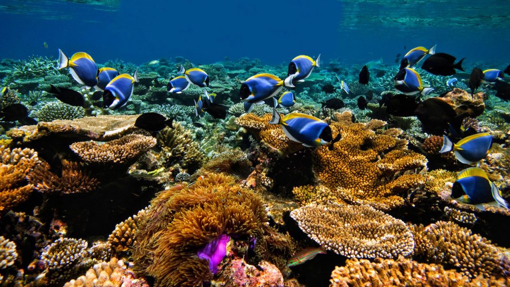 Scuba Diving in the Maldives - The Maldives Expert