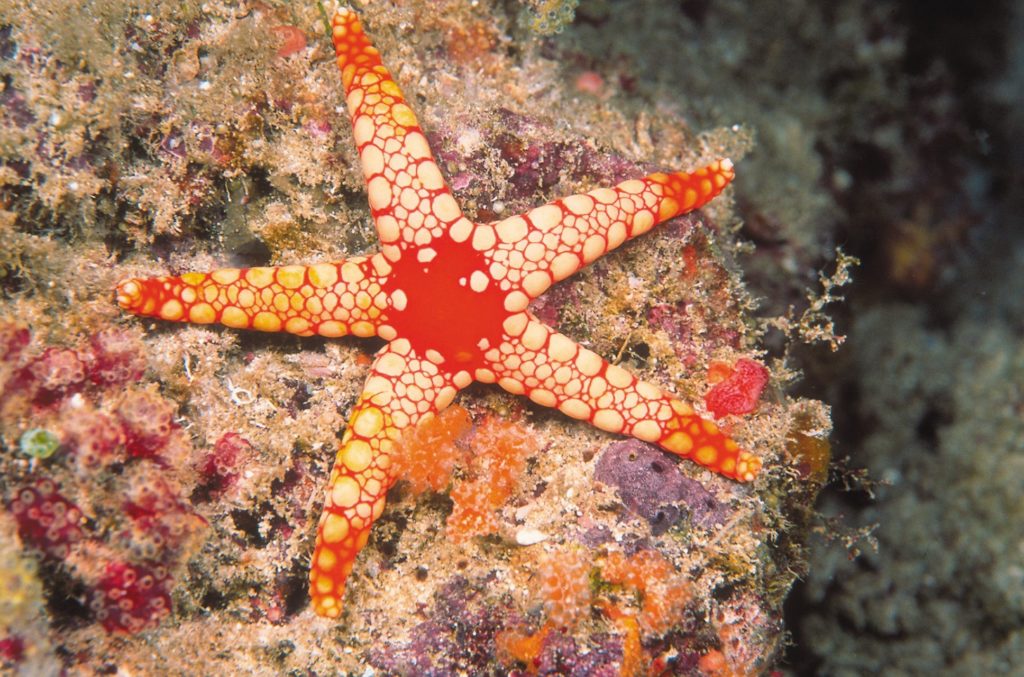 Wildlife of the Maldives - The Maldives Expert