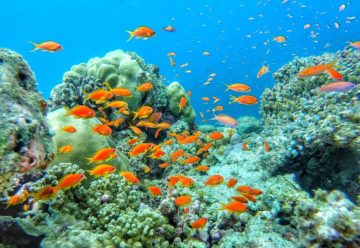 Wildlife of the Maldives - The Maldives Expert