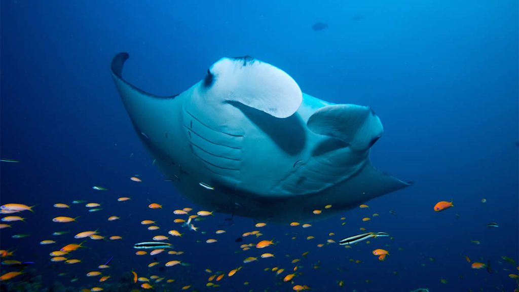 Fauna and Flora of the Maldives - The Maldives Expert