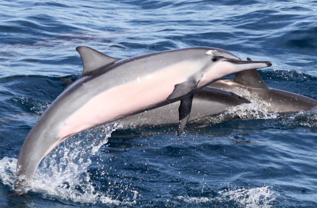 Wildlife of the Maldives - The Maldives Expert