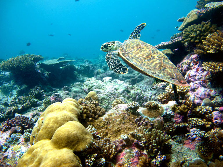 Coral Reefs of the Maldives - The Maldives Expert