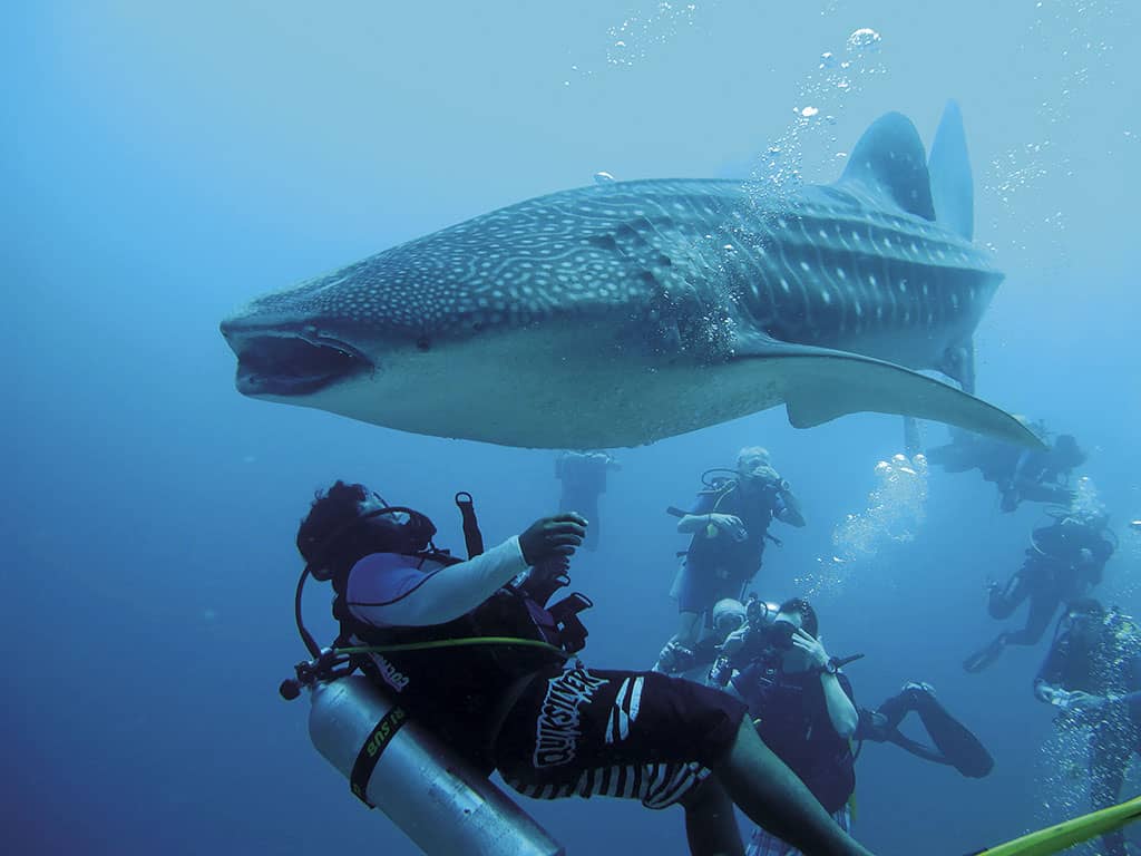 Diving in the Maldives - All You Need to Know - The Maldives Expert