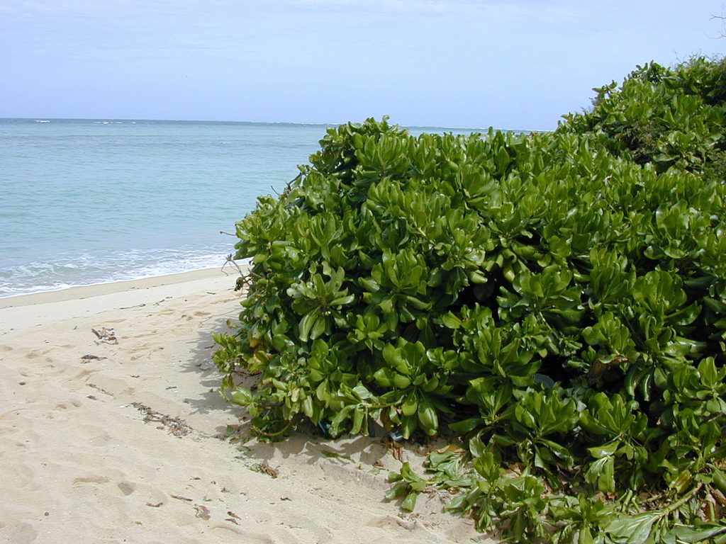 Common Plants of the Maldives - The Maldives Expert