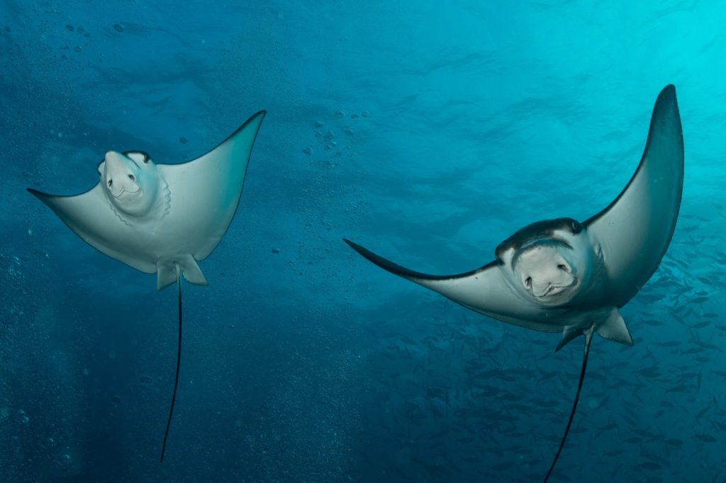 Diving the Addu Atoll - The Maldives Expert