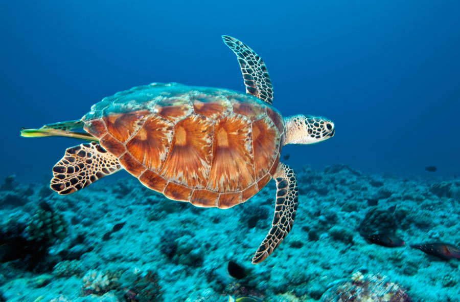 Turtles of the Maldives - The Maldives Expert