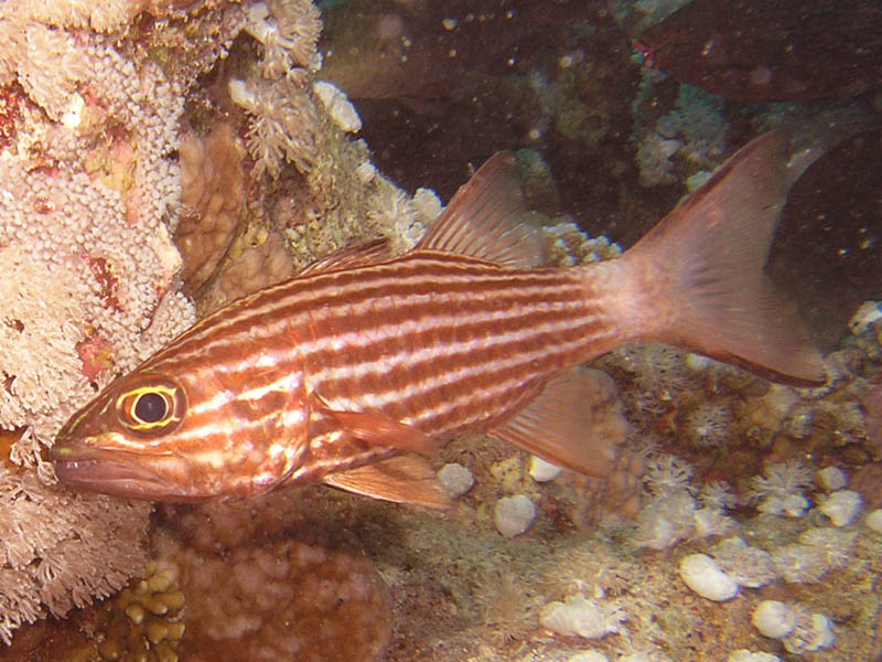 Diving in the North Malé Atoll -The Rasfari Region - The Maldives Expert