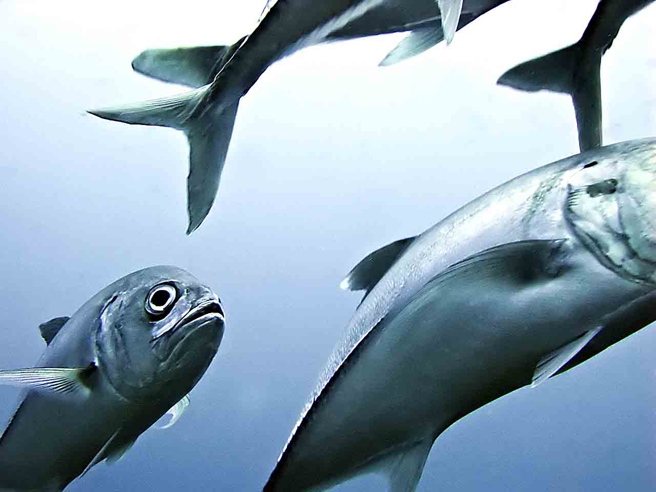 Diving in the Felidhe Atoll Islands (Vaavu) – The Rakeedhoo Region ...