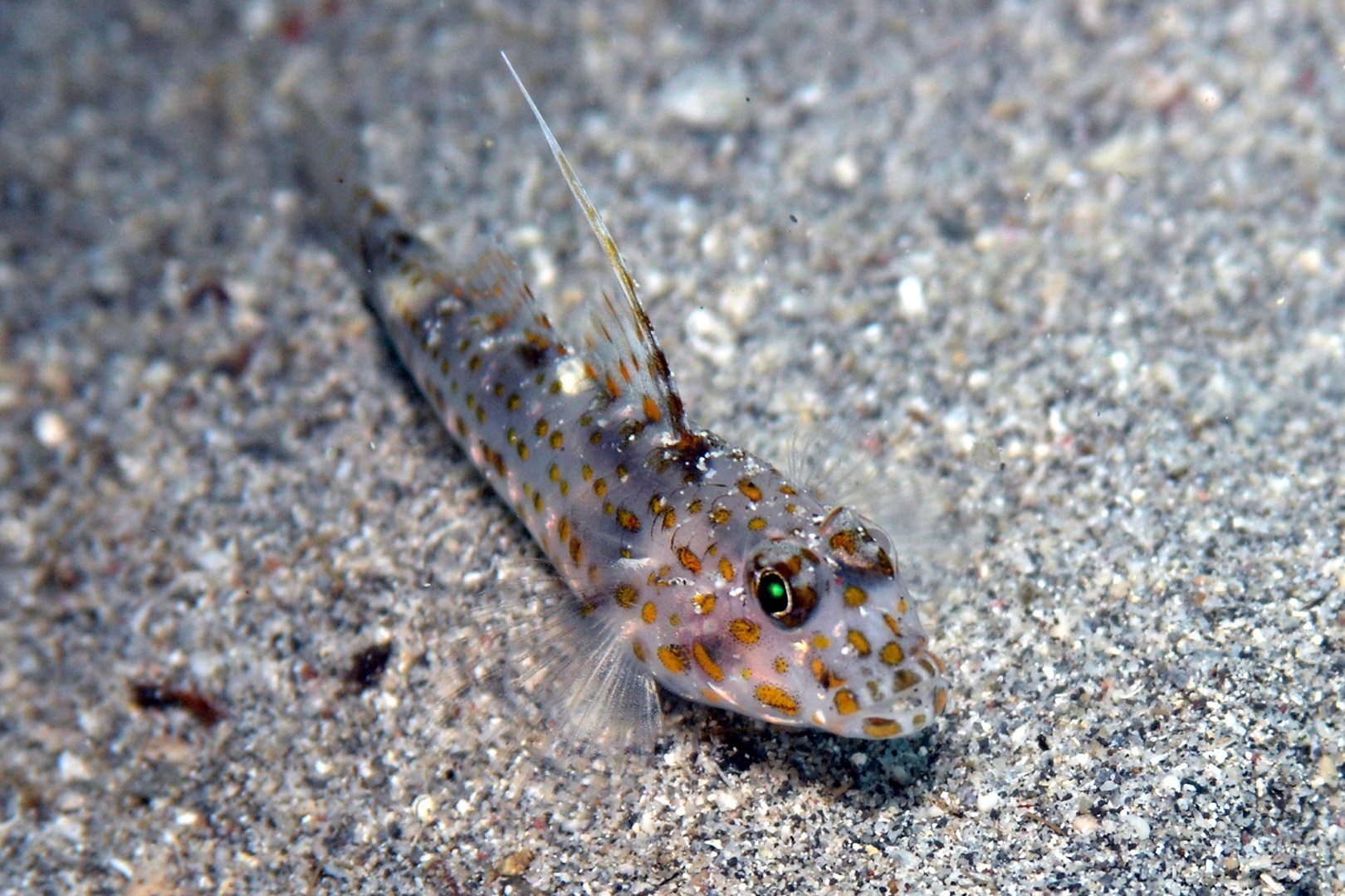 Diving in the North Nilandhe Atoll – The Feeali Region - The Maldives ...