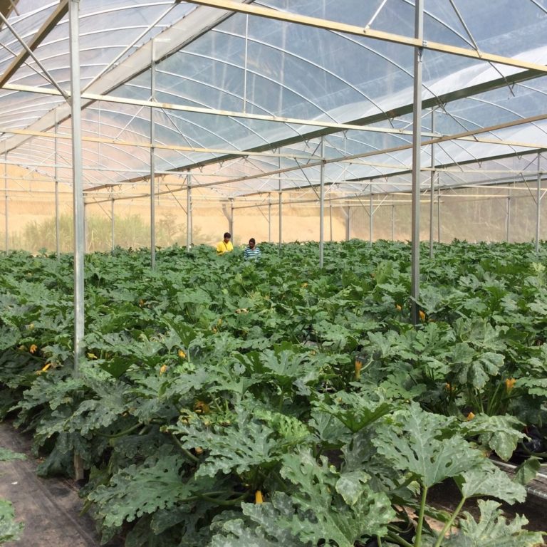 Hydroponics – The Future of Local Farming in the Maldives - The ...